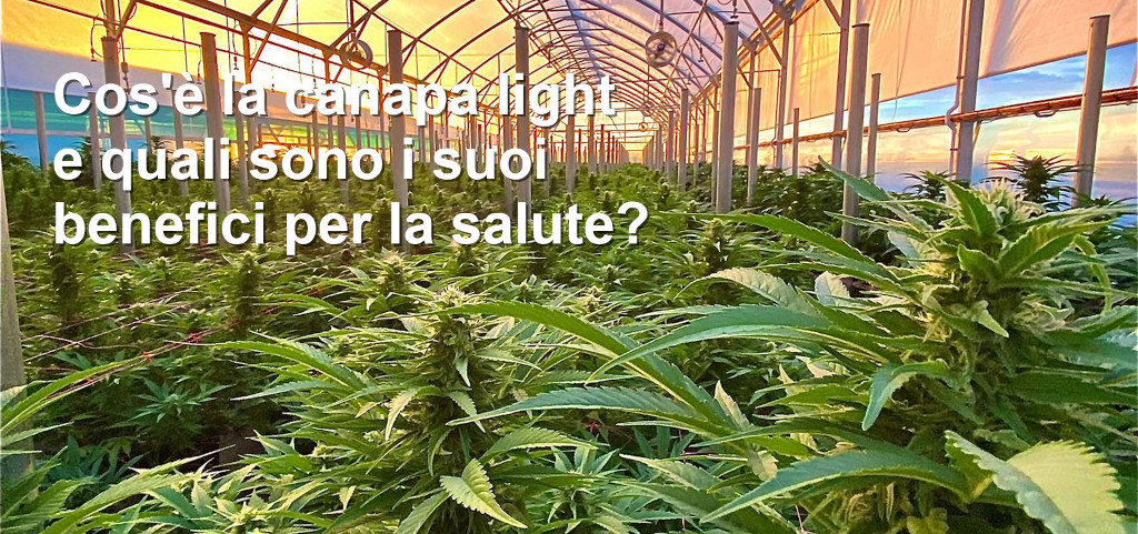 Cos'è la canapa light e quali sono i suoi benefici per la salute?